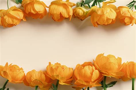 베이지색 배경에 오렌지색 꽃 트롤리우스 또는 글로브플라워의 프레임 복사 공간 최소한의 프레임 플랫 레이 흑백 미적 식물 정물 자연 피는 봄 작은 꽃 사진 이미지에 대한 스톡