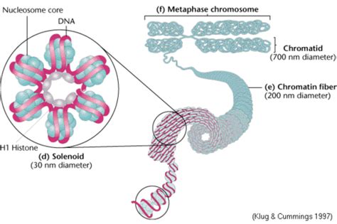Chapter 12 Genomes And Chromosome Structure Flashcards Quizlet