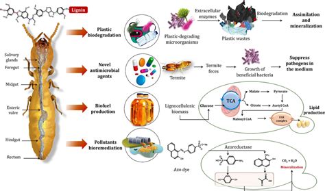 The Proposed Potential Of Termite Gut Symbionts In Various