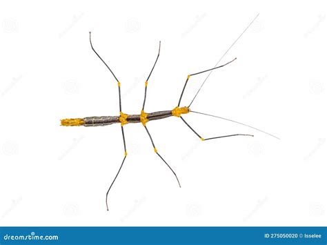 Inseto De Pau Peruano Visto Por Cima De Oreophoetes Peruana Isolado Em