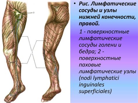 Лимфатическая система - online presentation