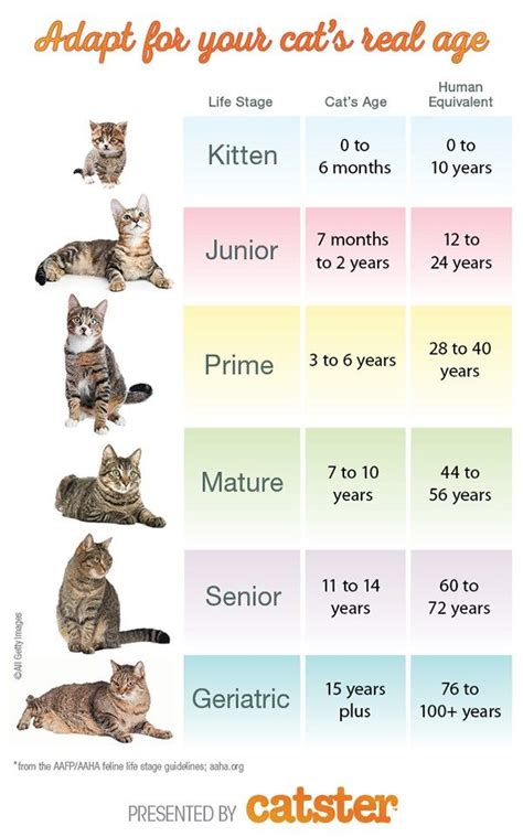 Cat Weights By Age Chart Kitten Weight Chart Grams