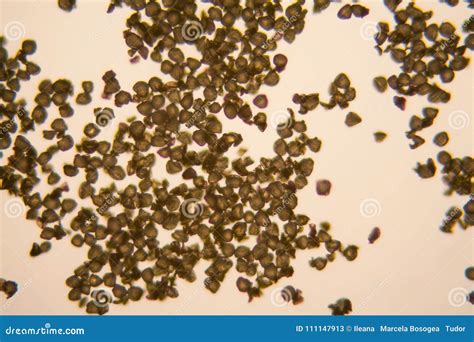 Tulip Pollen At The Microscope Stock Image Image Of Microscope Soft