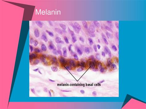 Ppt The Integumentary System Powerpoint Presentation Free Download