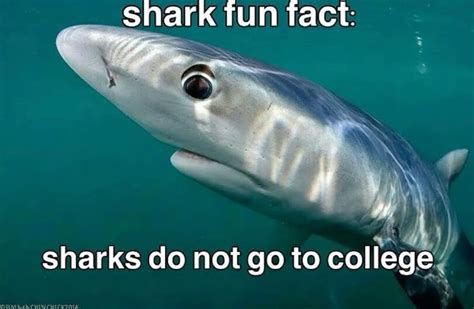 Pin By Maddie On Random Shark Shark Facts Sharks Funny