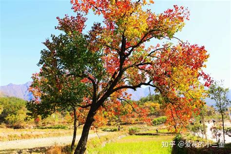 秋冬赏叶植物六乌桕 知乎