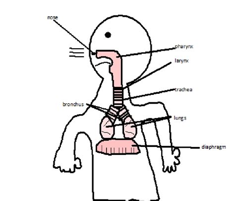 Respiratory System Drawing At Getdrawings Free Download