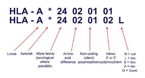High Resolution HLA Typing