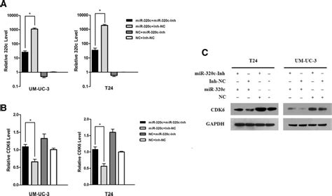 Ectopic Mir 320c Expression And Inhibition Of Mir 320c Suppress The