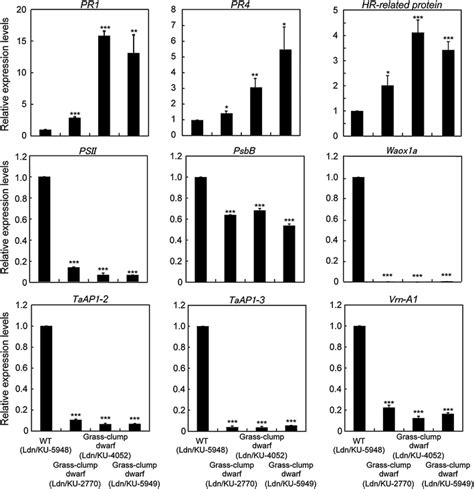 Comparison Of Transcript Accumulation Of The Selected Genes In Crown