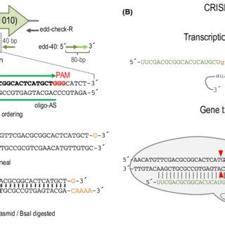 Interference Experiment Overview And Plasmid Curing A General Outline Download Scientific