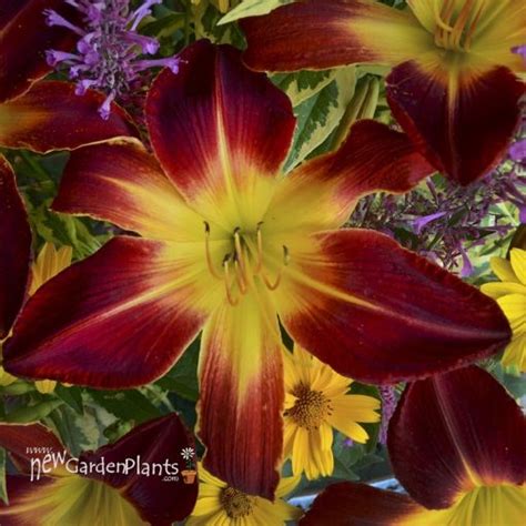 Hemerocallis Ruby Spider Daylily New Garden Plants