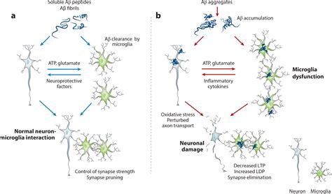 Microglia Function In The Central Nervous System During Health And Neurodegeneration Abstract