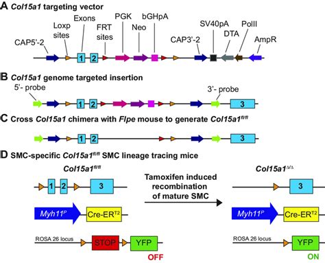 Generation Of Col15a1 Flfl Mice And Smooth Muscle Cell Smc Specific