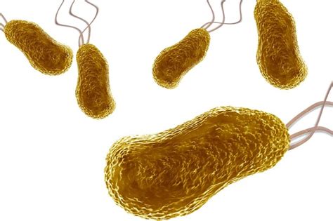 Premium Photo Seamless Pattern Of Peanuts Isolated On White