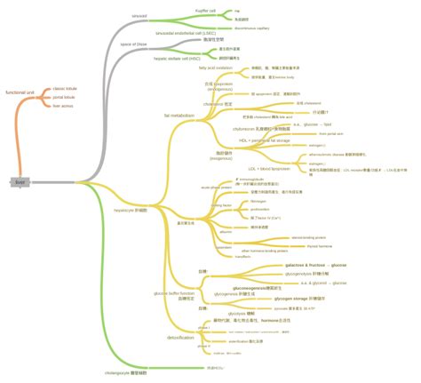 Liver Coggle Diagram
