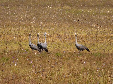 Planne Gemaak Om Bloukraanvoël Te Red Maroela Media
