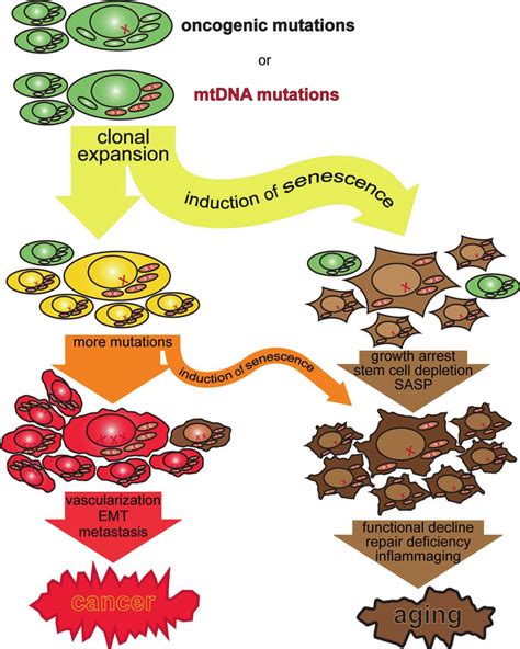 Cancer And Aging As The Dual Consequences Of Somatic Ndna And Mtdna