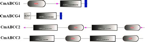 Conserved Domain Analysis Of Cnaphalocrocis Medinalis Abc Transporters Download Scientific