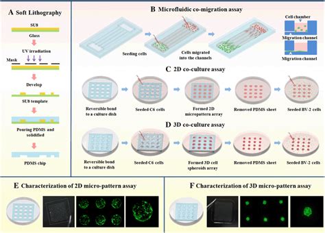 Schematic Diagram Of Microfluidic Devices And Characterization Of 2d