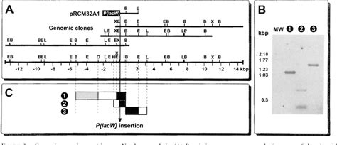 Figure 3 From A Novel Drosophila Minute Locus Encodes Ribosomal Protein S13 Semantic Scholar