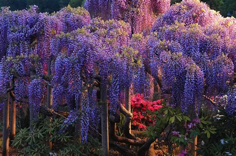 Stunning Wisteria Bliss A Blue Flower Hd Wallpaper
