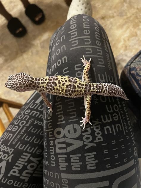 Lol R Leopardgeckos