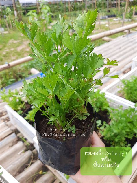 💥มาแล้วจร้าไปแล้ว5 ถุง รอบนี้เหลืออยู่ 5 ถุงลูกค้าท่านไหนสนใจสอบถามสั่งซื้อได้เลย พร้อมส่ง 🌱 ผัก