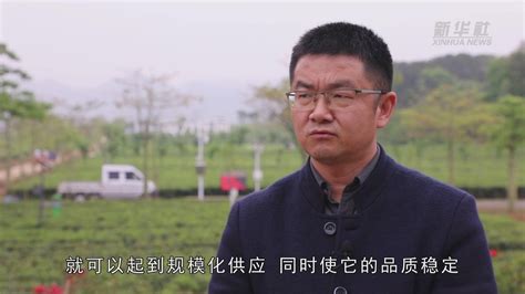 上新了来红茶之乡品春天的第一杯香茗 凤凰网视频 凤凰网