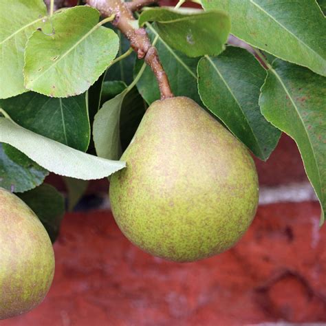 Comice Pear Tree Green Thumbs Garden