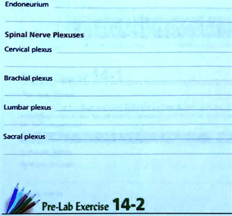 SOLVED Endoneurium Spinal Nerve Plexuses Cervical Plexus Brachial Plexus Lumbar Plexus Sacral