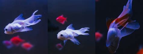 Gallery Of Ocean Nature Css Template By Nicepage