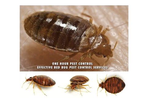 Bed Bugs Nyc Stop Living With Bed Bugs One Bedroom Apartments Up To