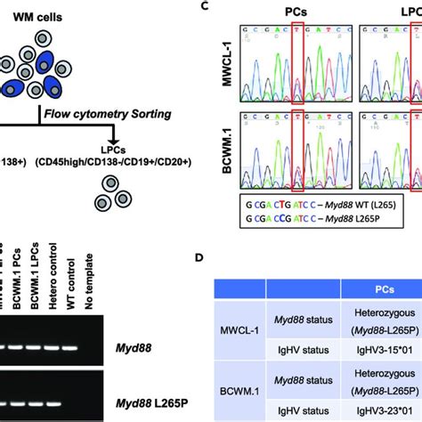 Determination Of Myd88 Mutation Status And Ighv Isoform By Pcr Download Scientific Diagram