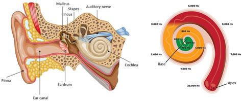 Peripheral Auditory System On The Left Part A Representation Of The