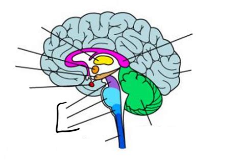 The Brain Diagram Quizlet