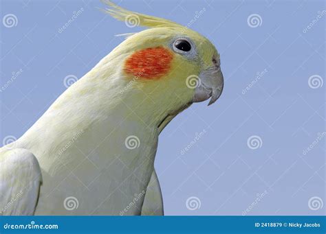 Lutino Cockatiel In The Aviary Popular Color Mutation In Aviculture
