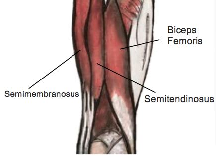 Understanding Hamstring Strains Physio Direct New Zealand