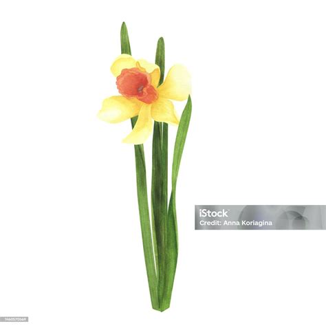 흰색으로 분리 된 수선화 식물 수채화 손으로 그린 식물 Llustration 인사말 카드 배너 포스터에 대 한 예술 0명에 대한 스톡 벡터 아트 및 기타 이미지 Istock