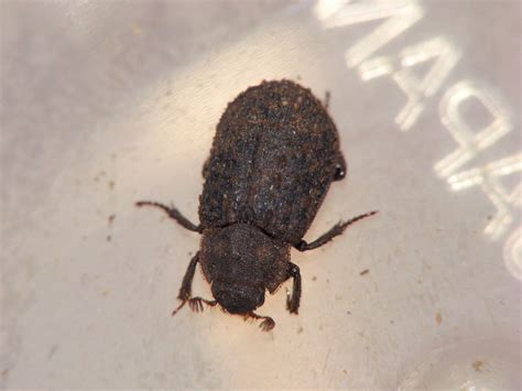 Trox Scaber