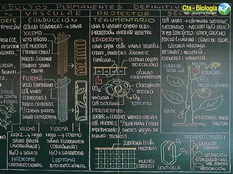 Biología Didáctica Tema Tejidos Vegetales Biología Didáctica Tema Tejidos Vegetales