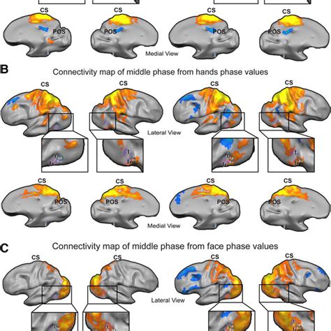 Functional Connectivity Reveals Body Part Specific Whole Brain