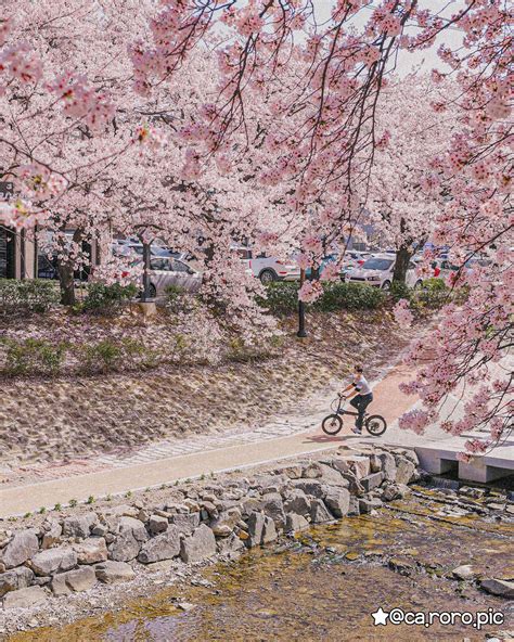 울산플래닛 ♡울산 무거천 궁거랑 벚꽃♡ 400여 그루의 벚나무가 산책로를 따라 늘어서있는 울산 벚꽃을 Facebook