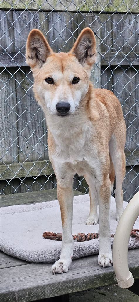 Jen The Myth And The Scientific Fact ⛔️ Dingoes Are Just Feral Dogs