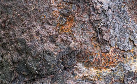 Tree Bark With Fungus And Mildew Grunge Texture Stock Image Image Of Environmental Textured