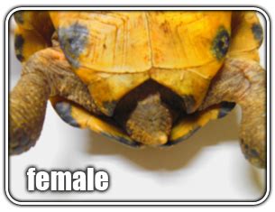 Arizona Tortoise Compound