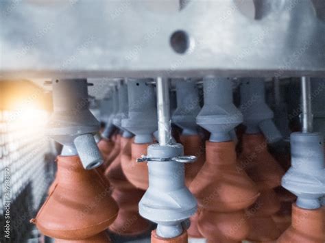 The Suction Cups Eggs On The Poultry Hatchery Machine For Eggs Candling And Selection Actuator