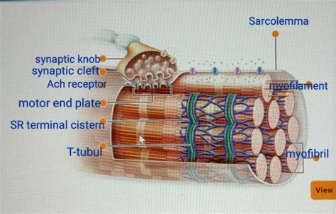 Solved Skeletal Muscle Concept Overview Physiology Interactive