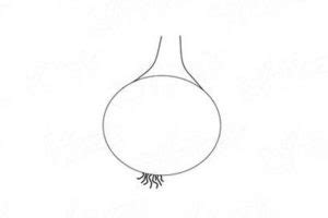 How To Draw Onion Cell Easy And Step By Step