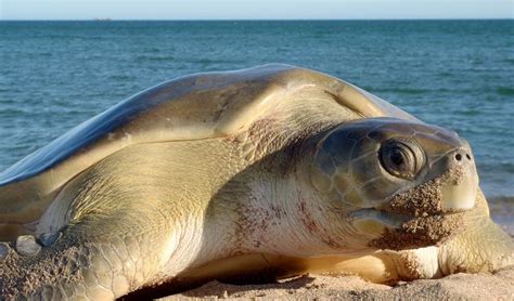 Flatback Sea Turtle Alchetron The Free Social Encyclopedia